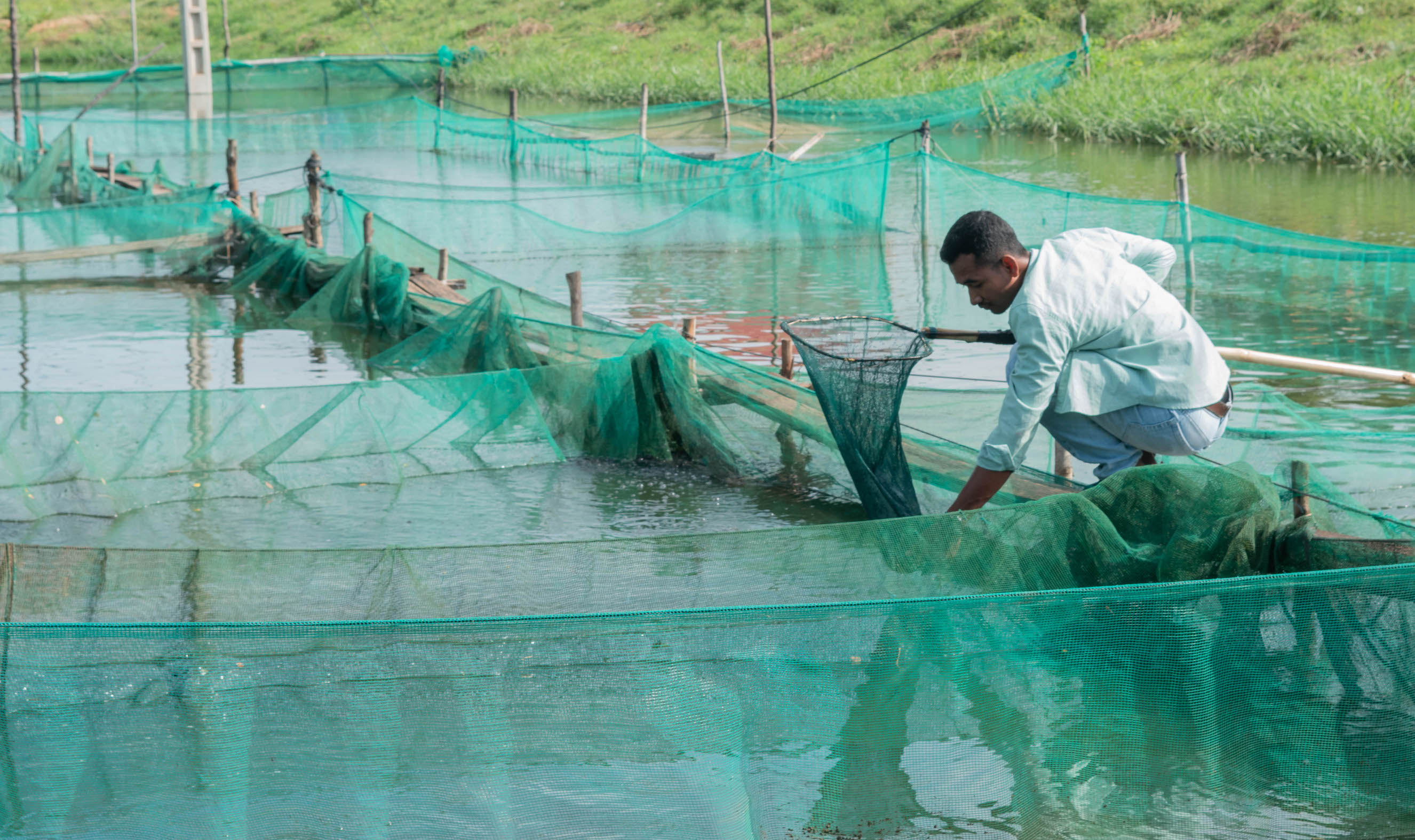 Development of Bighead Catfish Culture for Sustainable Aquaculture in ...